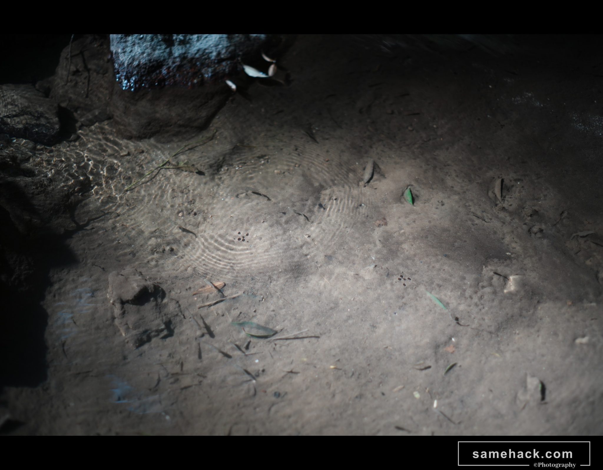 【PostgreSQL】dumpファイルを作ろう！【DB単位, SCHEMA単位, TABLE単位】 – サメハック