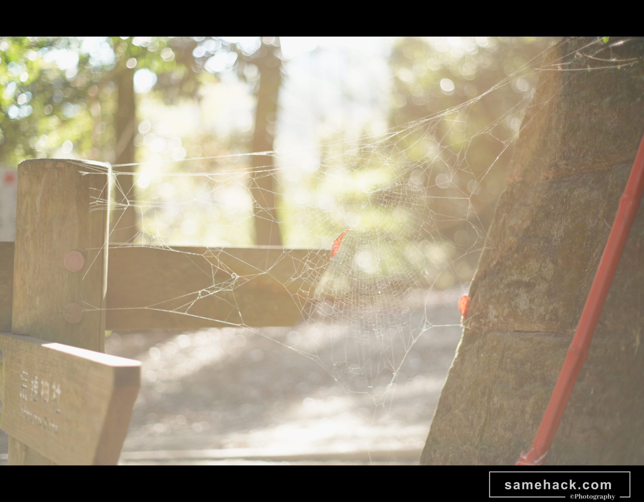 【PostgreSQL】dumpファイルを作ろう！【DB単位, SCHEMA単位, TABLE単位】 – サメハック