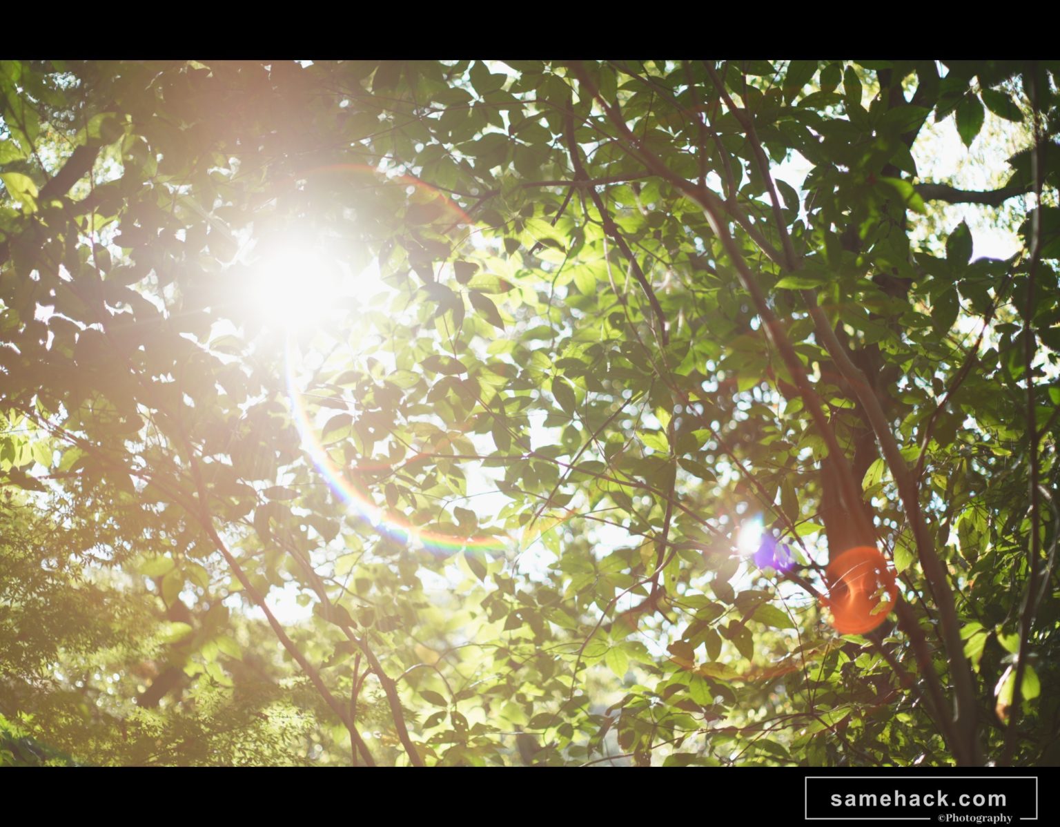 【PostgreSQL】dumpファイルを作ろう！【DB単位, SCHEMA単位, TABLE単位】 – サメハック