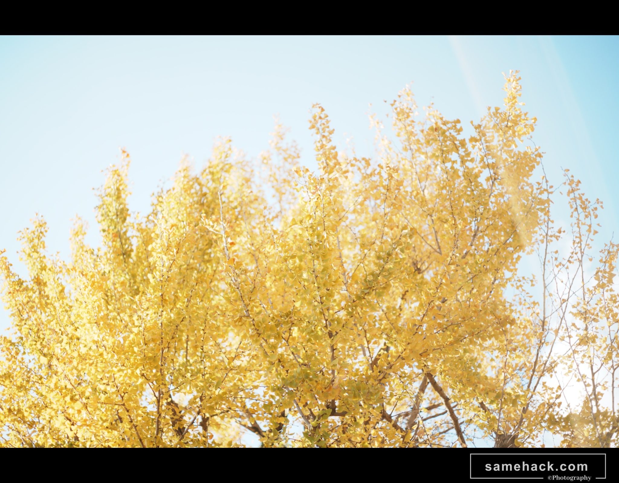 【Angular17】@if構文で条件分岐しよう！ – サメハック