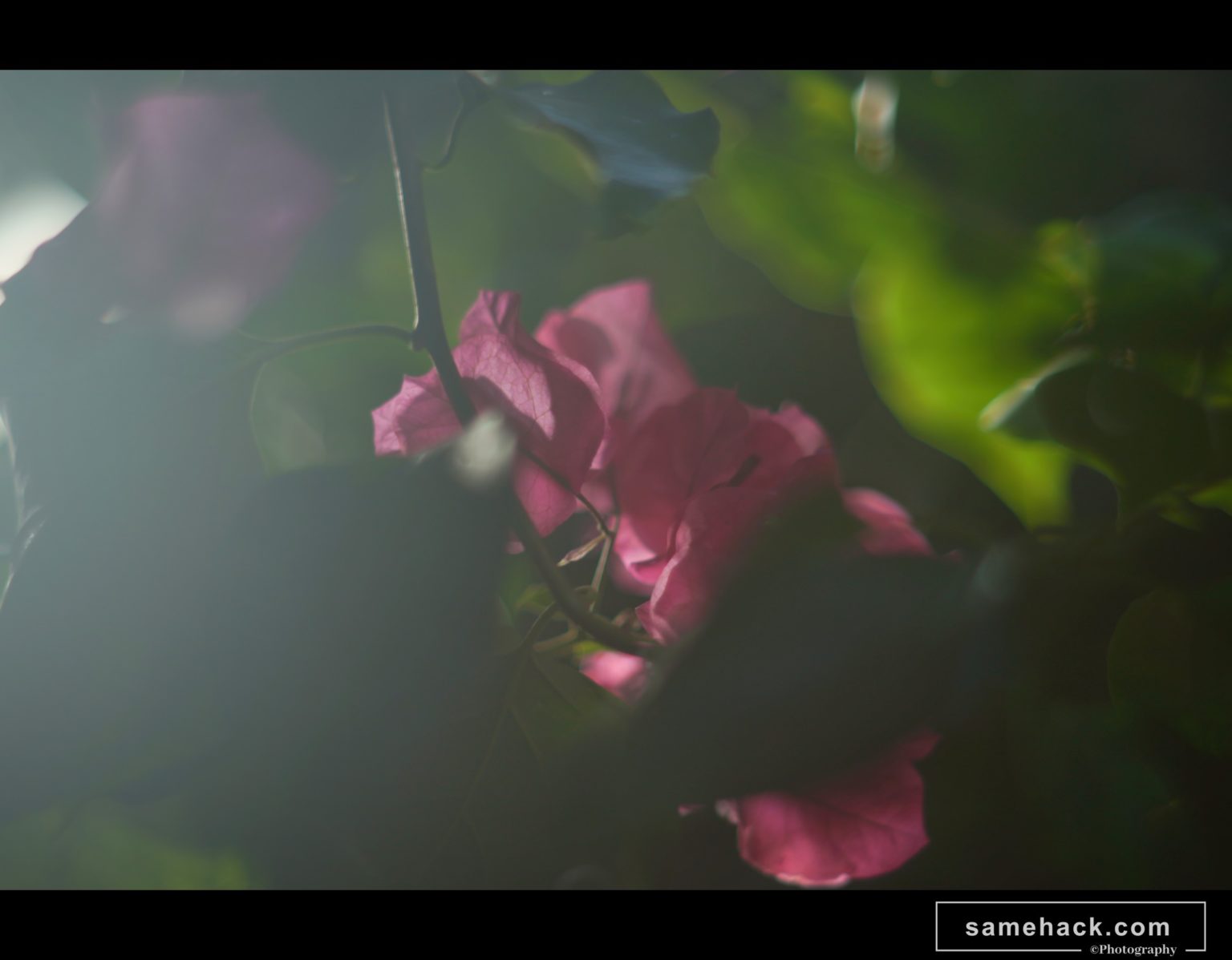 Papaparseを使ってCSVファイルを読み込もう！ – サメハック